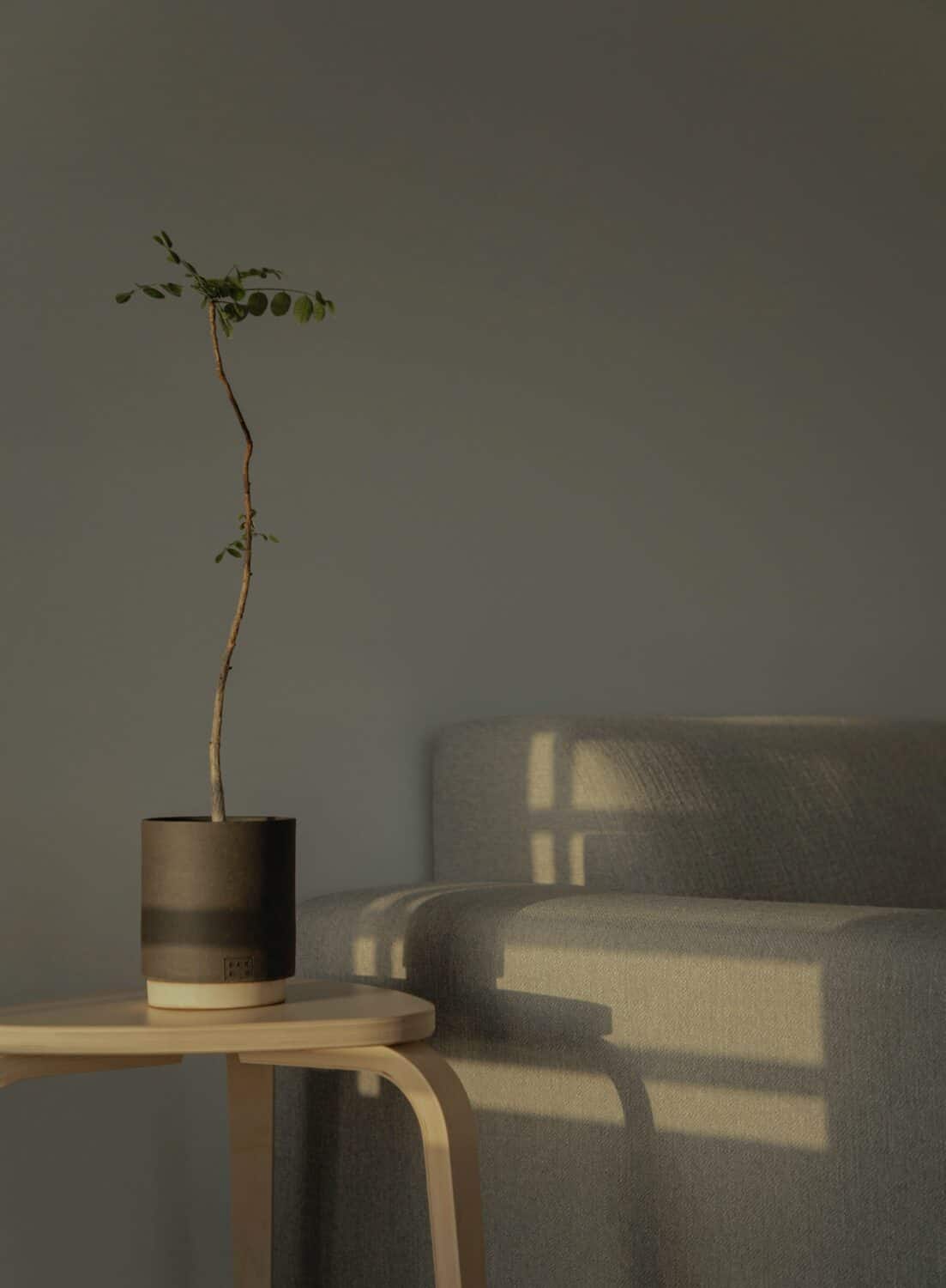 Sustainable Building Biology: Healthy Homes | XUL Architecture